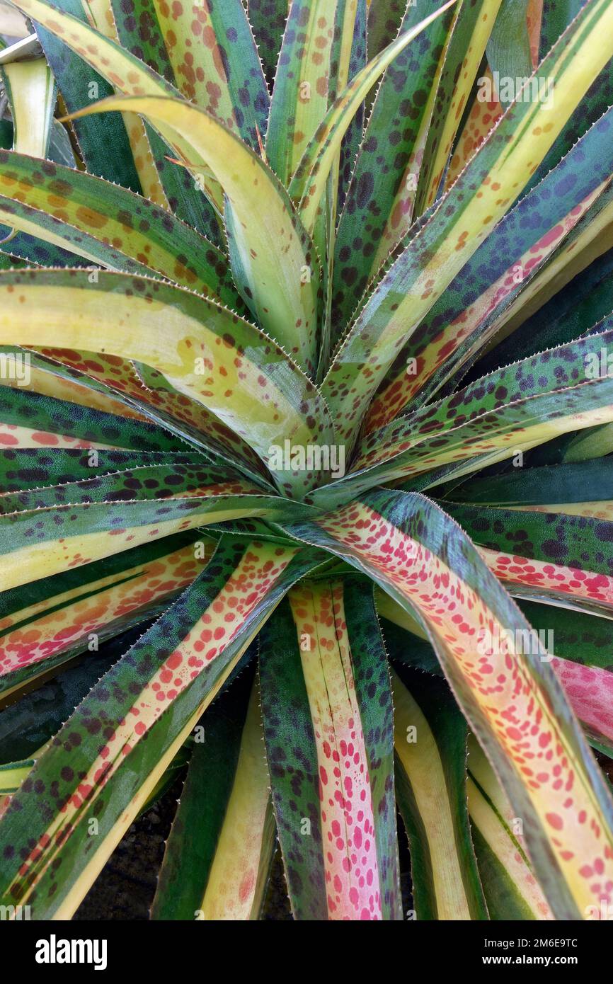 Close-up image of Carnival Mangave plant Stock Photo - Alamy