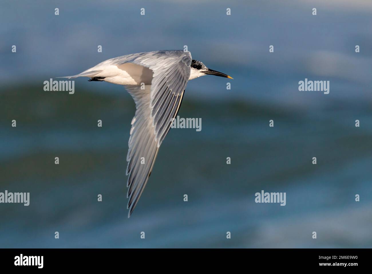 Sandwich tern (Thalasseus sandvicensis) with winter plumage Stock Photo ...