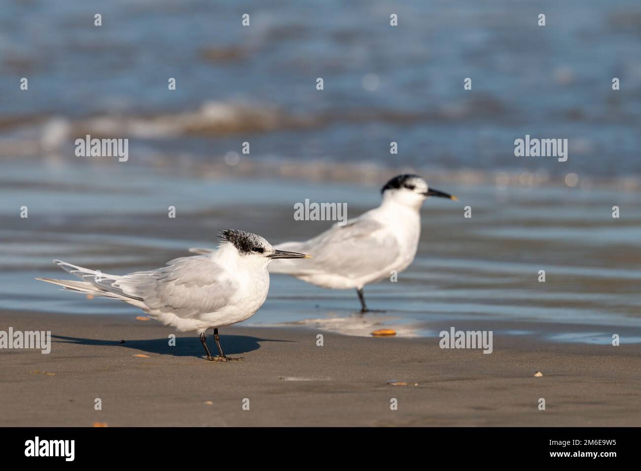 Sandwich tern (Thalasseus sandvicensis) with winter plumage Stock Photo ...