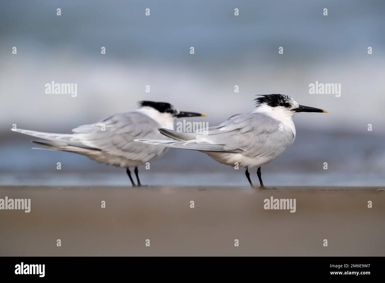 Sandwich tern (Thalasseus sandvicensis) with winter plumage Stock Photo ...