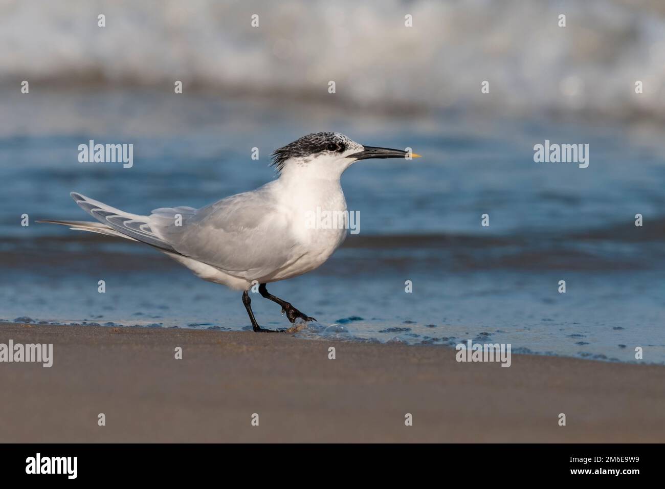 Sandwich tern (Thalasseus sandvicensis) with winter plumage Stock Photo ...