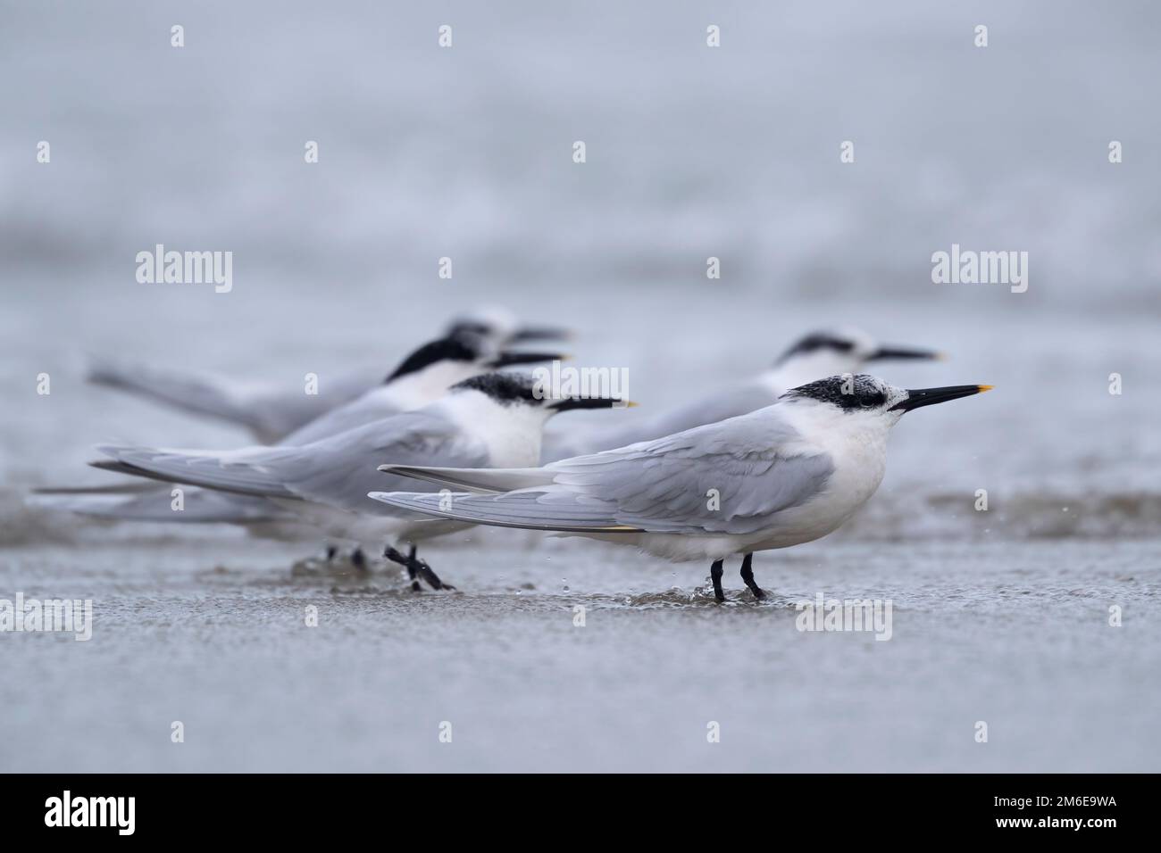 Sandwich tern (Thalasseus sandvicensis) with winter plumage Stock Photo ...