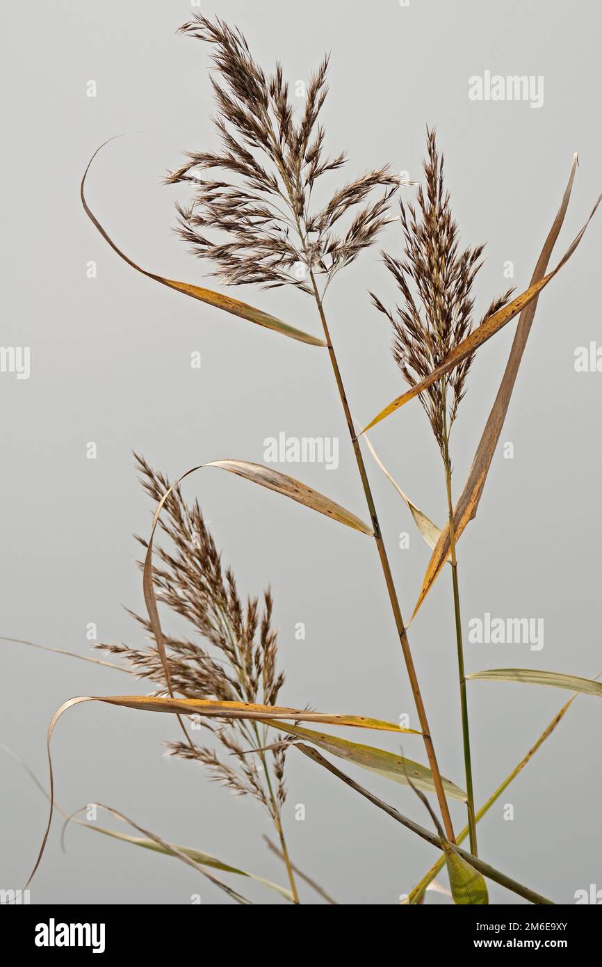 Close-up image of Common reed in blossom Stock Photo - Alamy