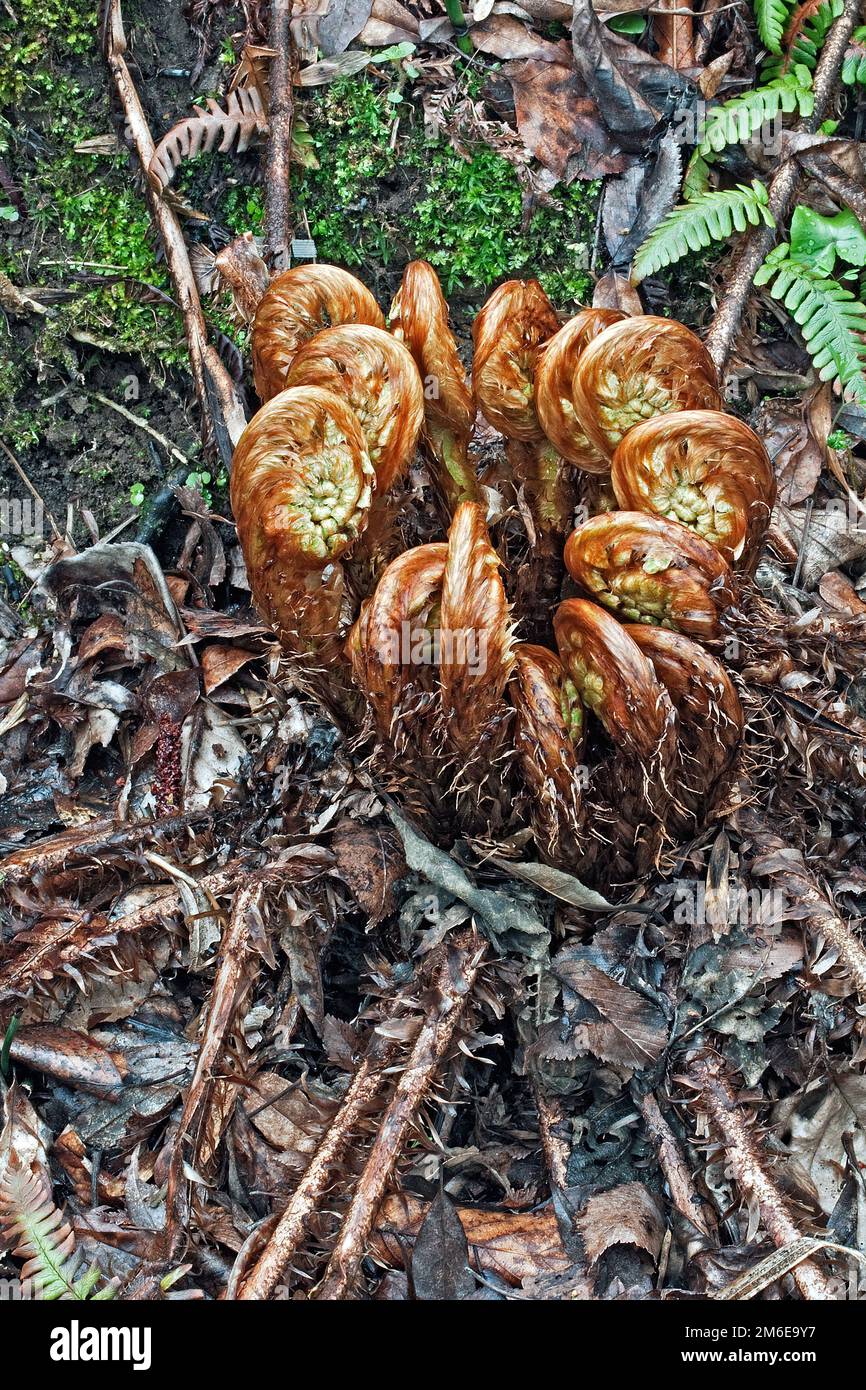 Close-up image of young Thick stemmed wood fern Stock Photo - Alamy