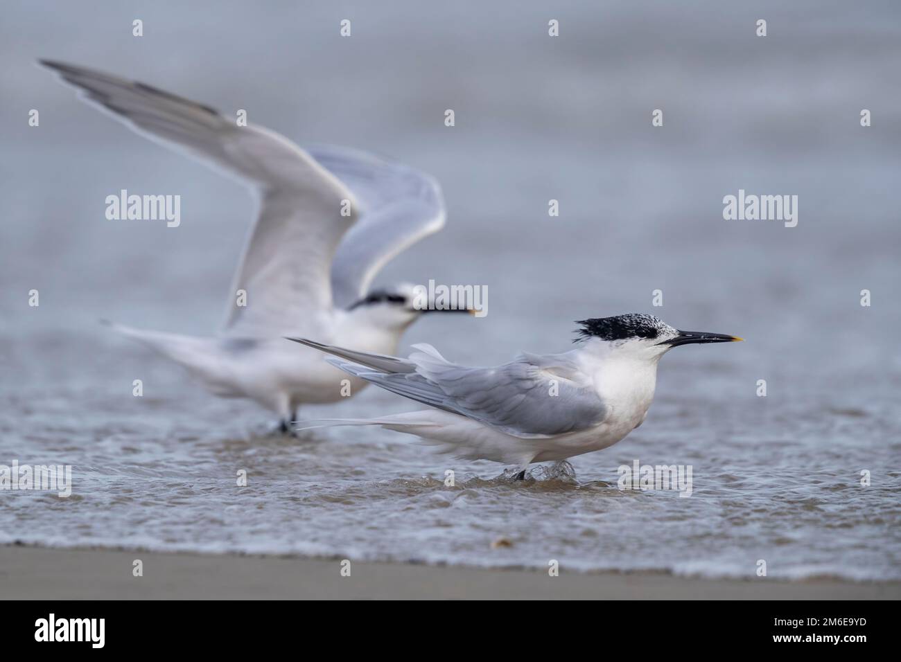 Sandwich tern (Thalasseus sandvicensis) with winter plumage Stock Photo ...