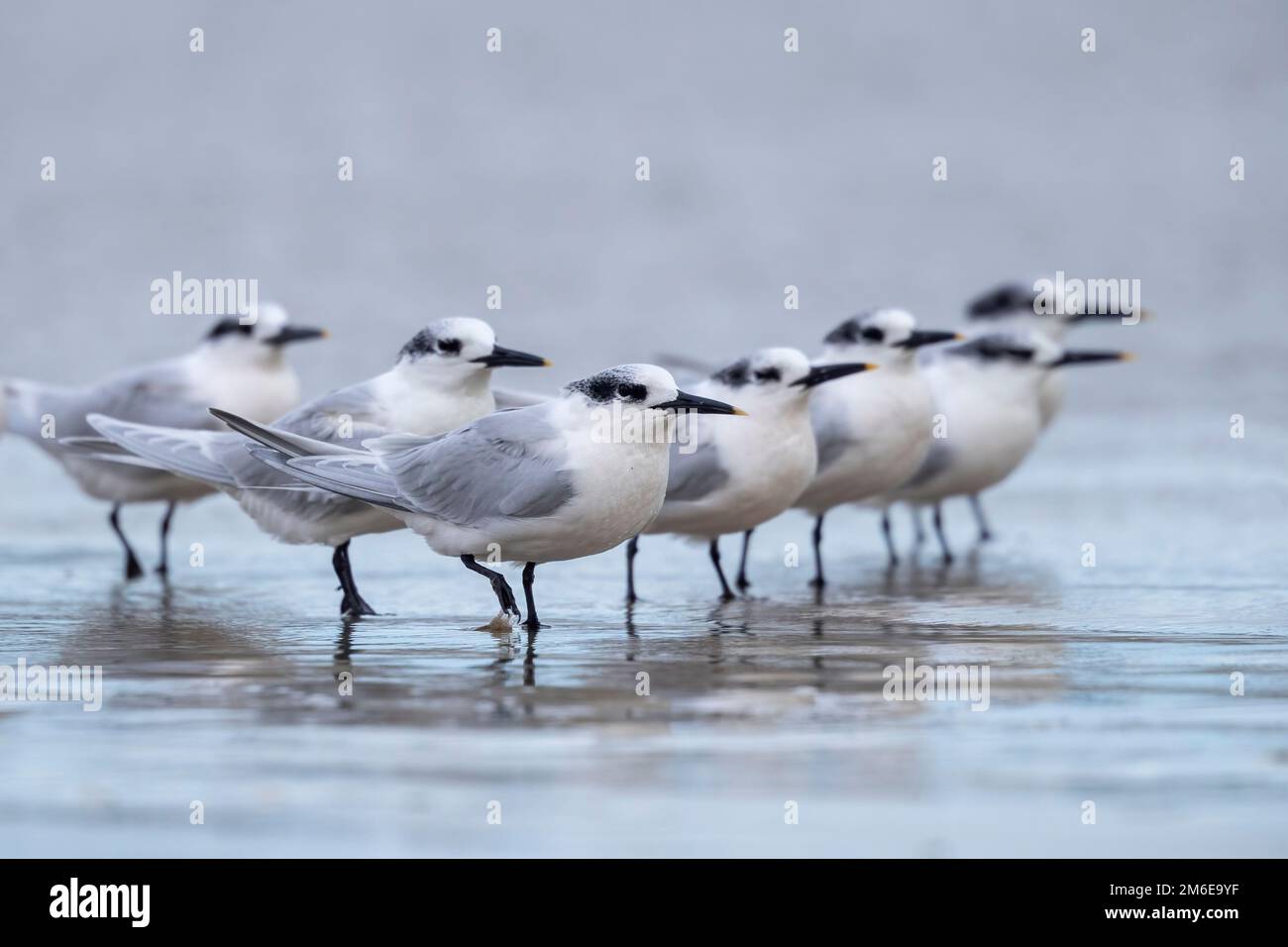 Sandwich tern (Thalasseus sandvicensis) with winter plumage Stock Photo ...