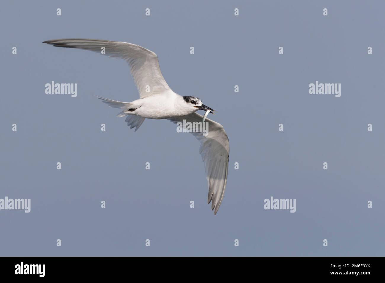 Sandwich tern (Thalasseus sandvicensis) with winter plumage Stock Photo ...