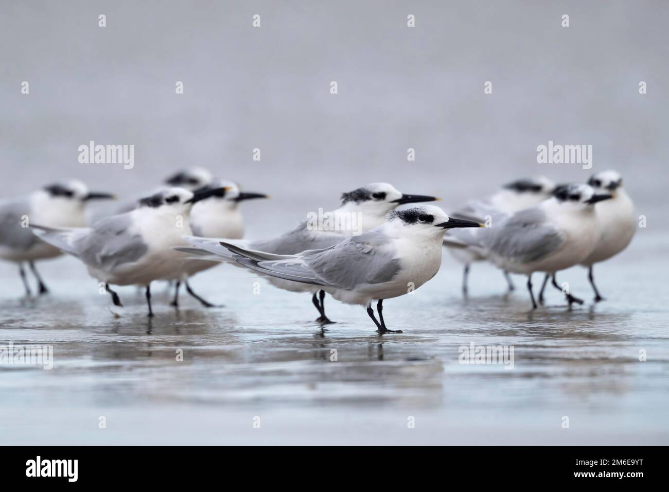 Sandwich tern (Thalasseus sandvicensis) with winter plumage Stock Photo ...