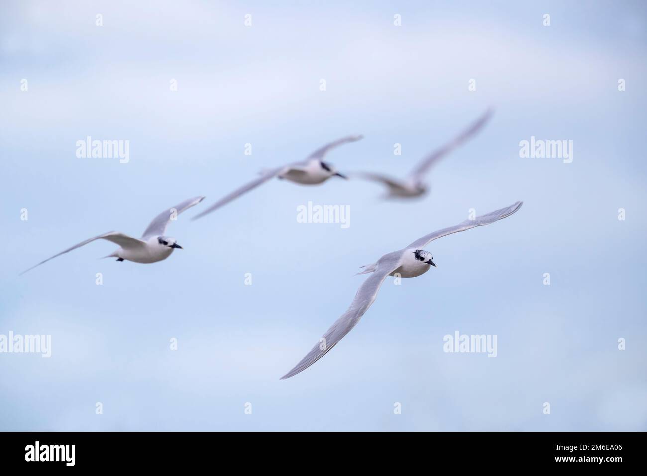 Sandwich tern (Thalasseus sandvicensis) with winter plumage Stock Photo ...