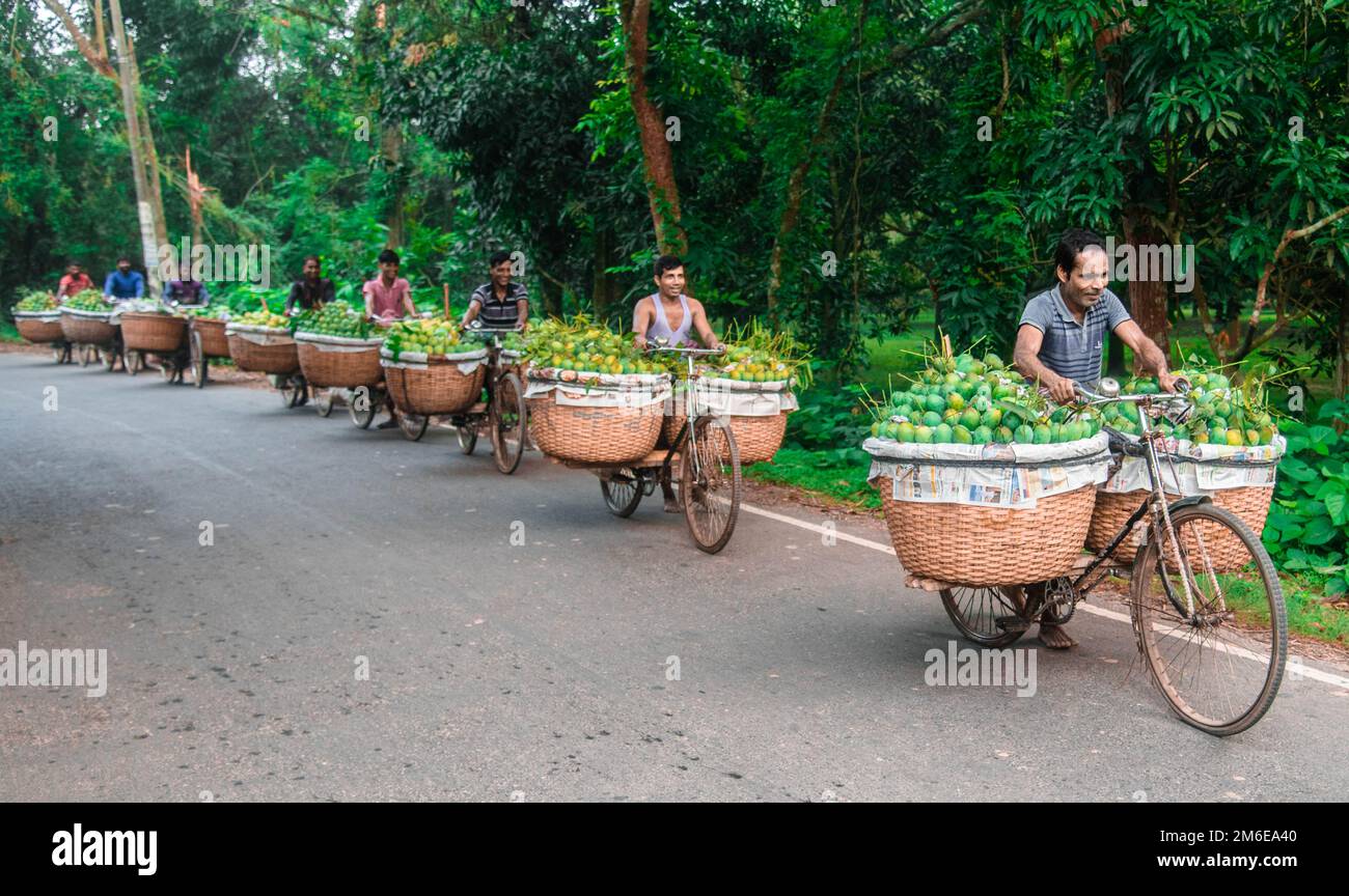 Rajshahi, Rajshahi, Bangladesh. 4th Jan, 2023. Hundreds of mangoes are ...
