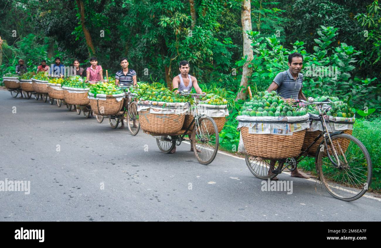 Rajshahi, Rajshahi, Bangladesh. 4th Jan, 2023. Hundreds of mangoes are ...