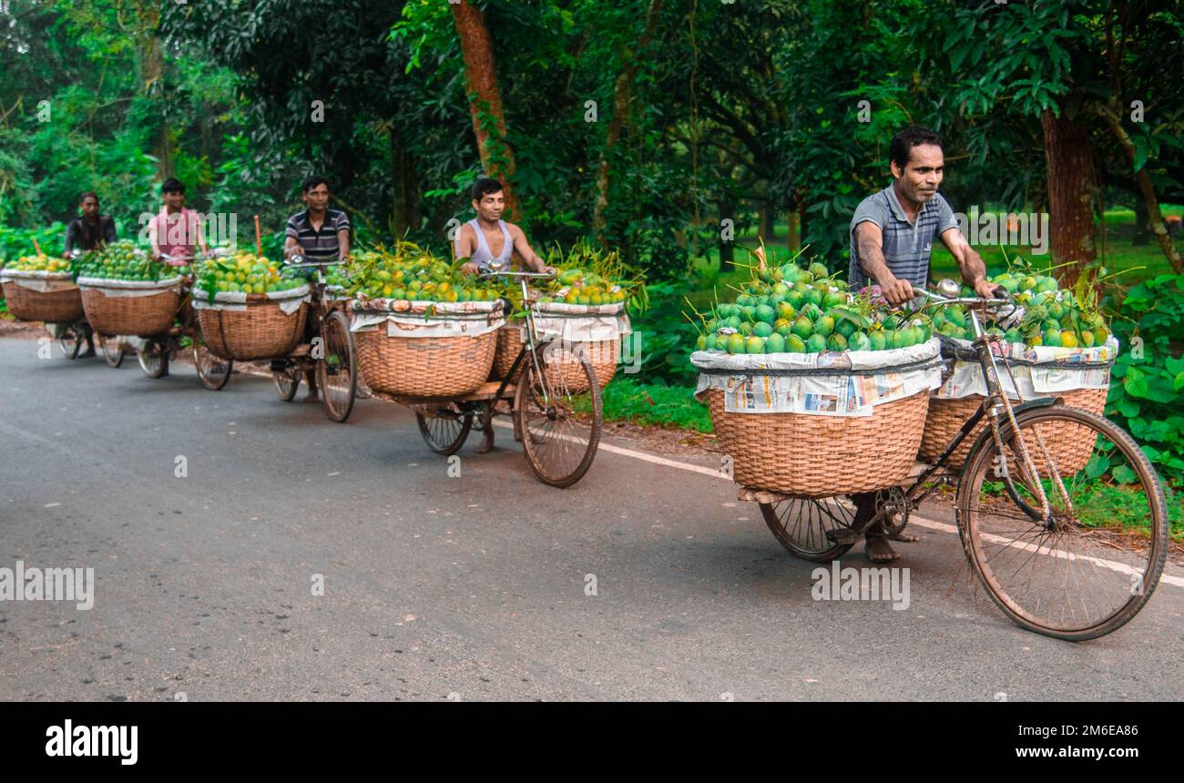 Rajshahi, Rajshahi, Bangladesh. 4th Jan, 2023. Hundreds of mangoes are ...
