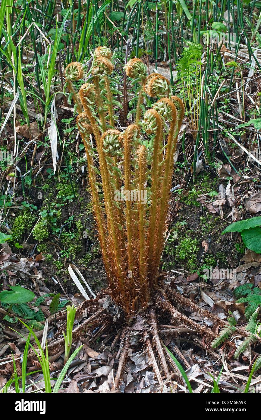 Close-up image of Thick stemmed wood fern Stock Photo - Alamy