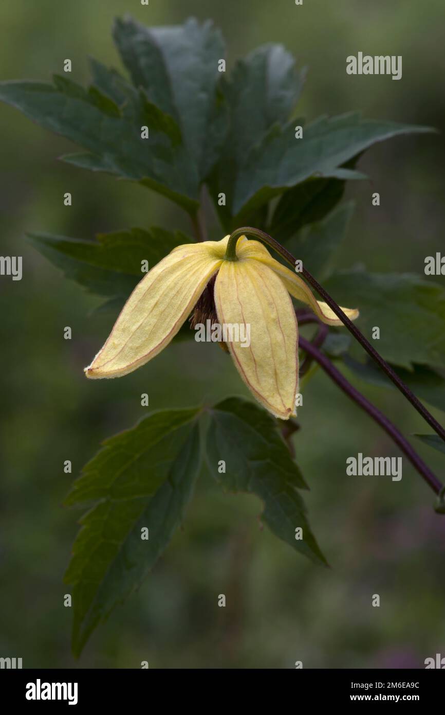Close-up image of Korean clematis flower Stock Photo - Alamy