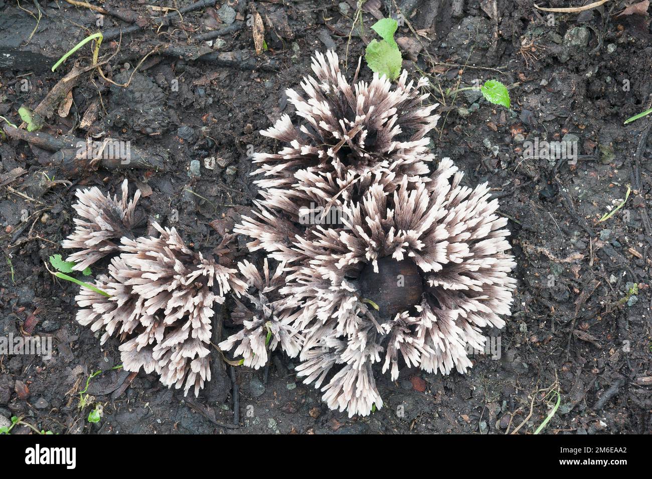 Thelephoraceae hi-res stock photography and images - Alamy