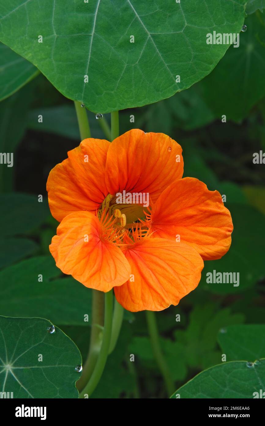 Indian garden image hi-res stock photography and images - Alamy