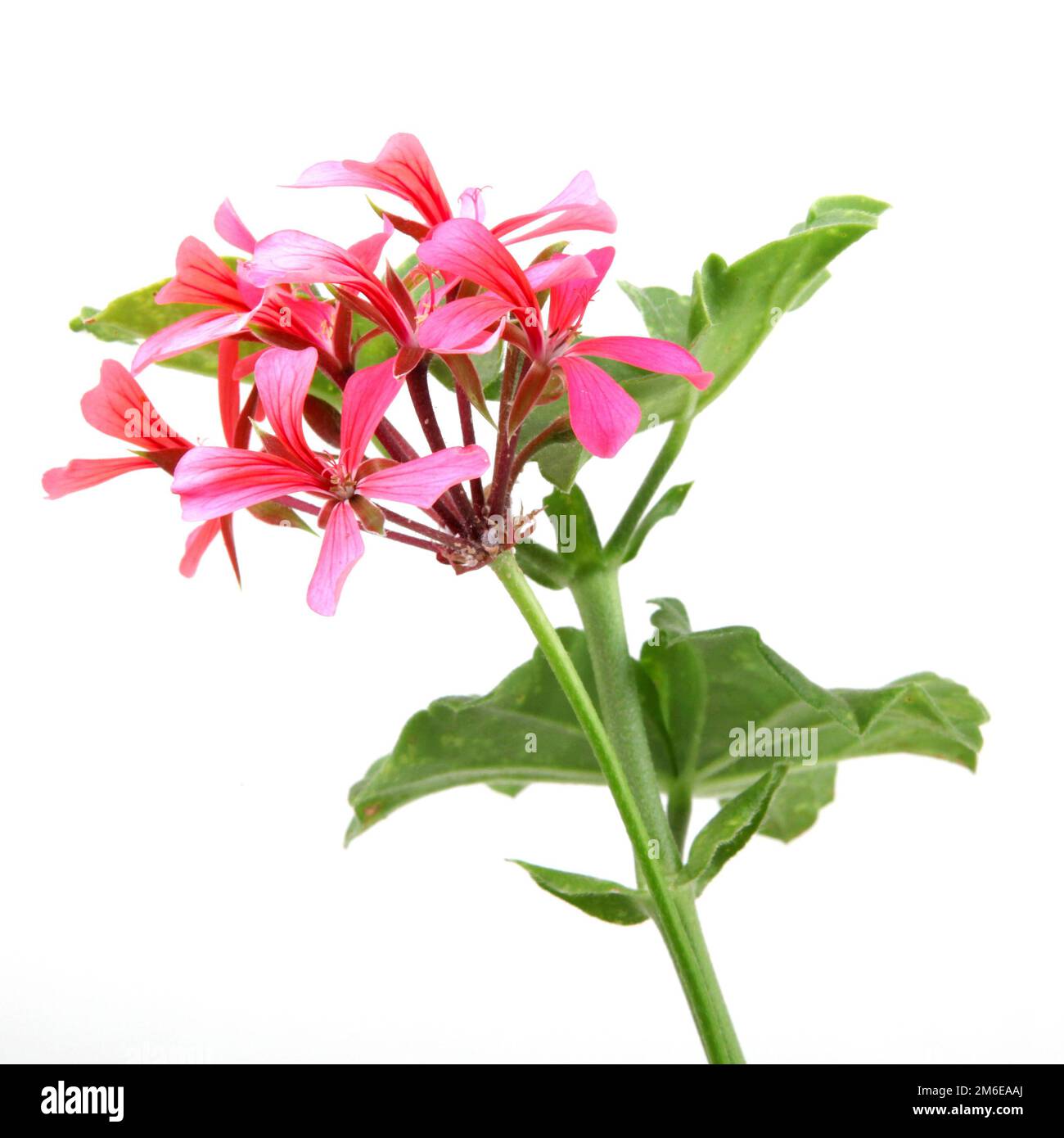 Geranium Pelargonium Flowers Stock Photo - Alamy