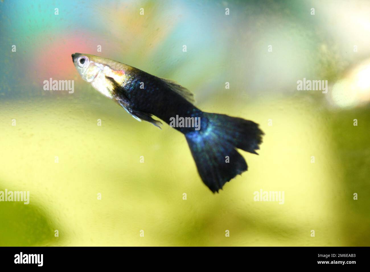 Guppy (Poecilia reticulata Stock Photo - Alamy