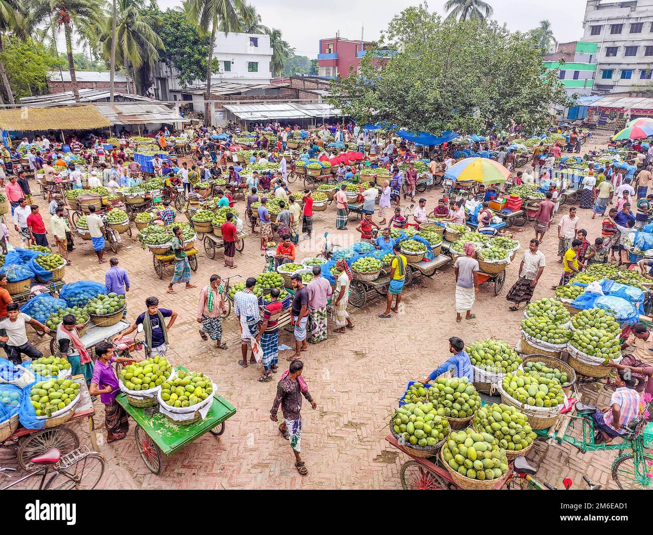 Rajshahi, Rajshahi, Bangladesh. 4th Jan, 2023. Farmers cycle to deliver ...
