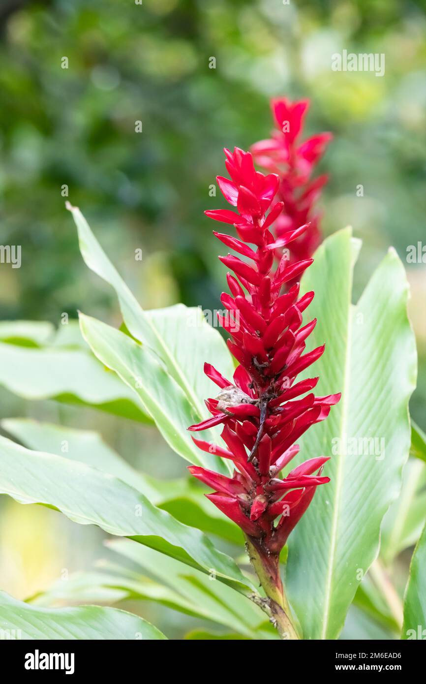 Alpinia Purpurata Red Ginger Plant Stock Photo Alamy