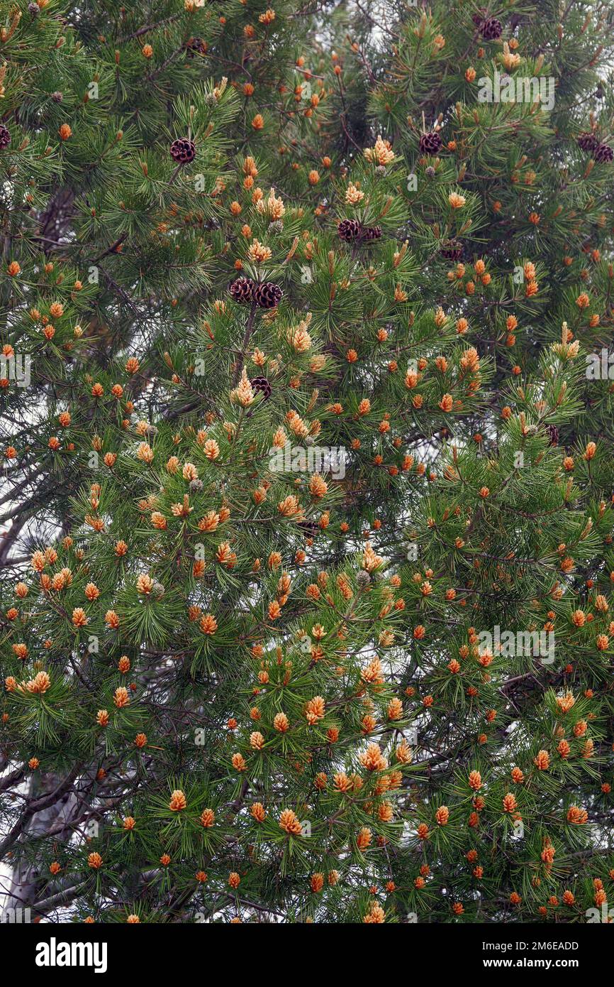 Lace-bark pine tree with pollen and seed cones Stock Photo - Alamy