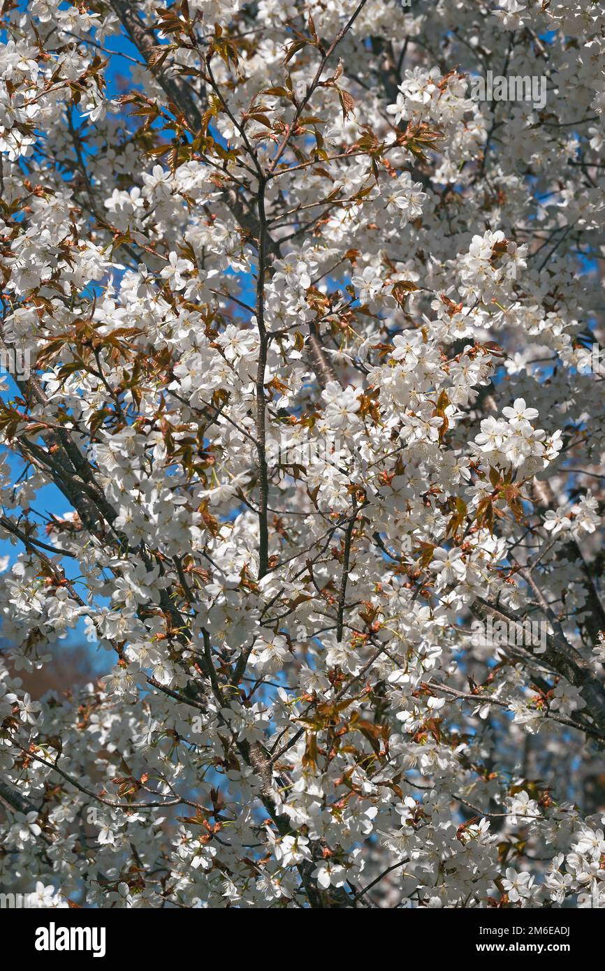 Princeton Snowcloud sargent cherry tree in blossom Stock Photo - Alamy