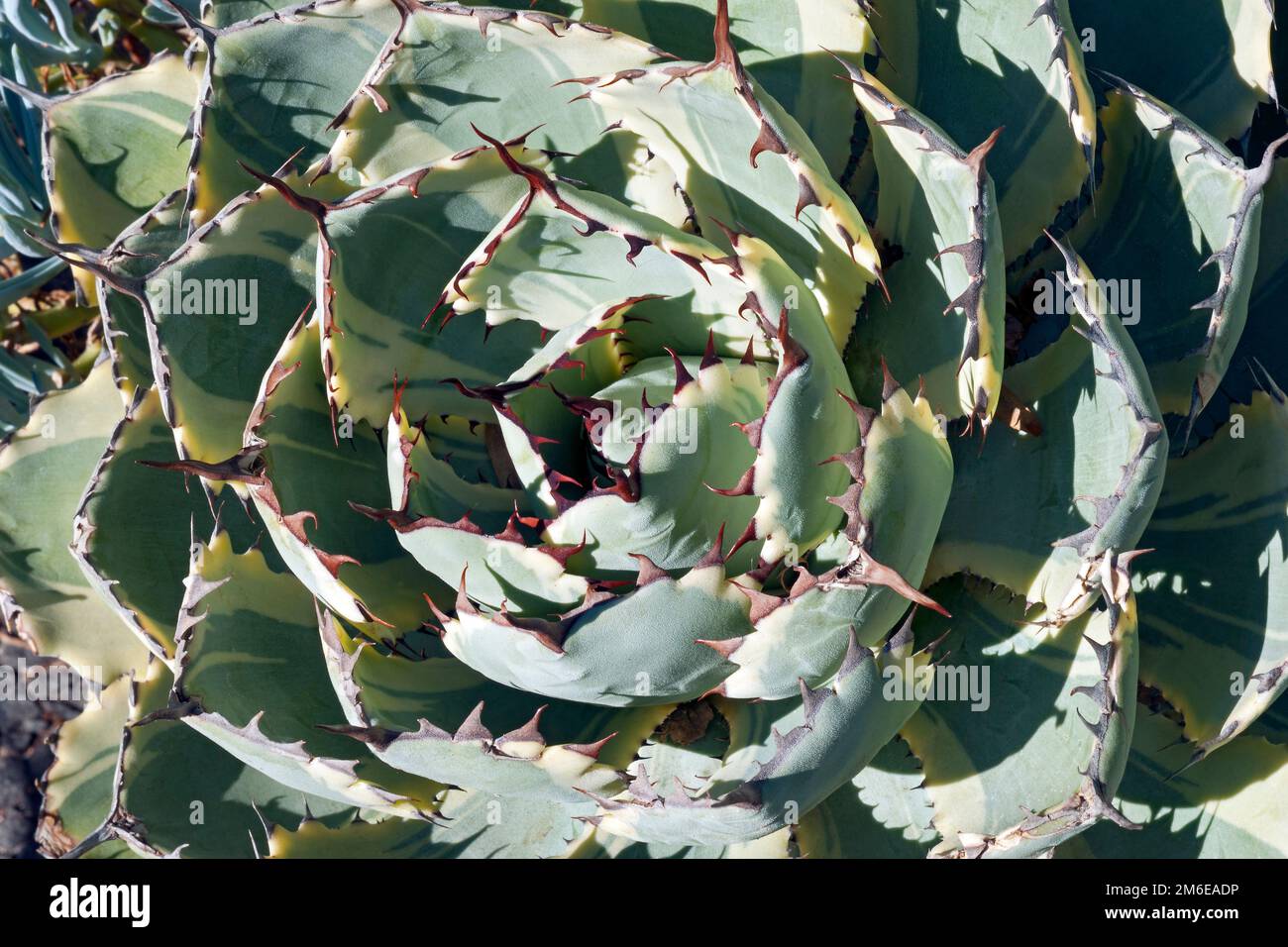 Agave potatorum hi-res stock photography and images - Alamy