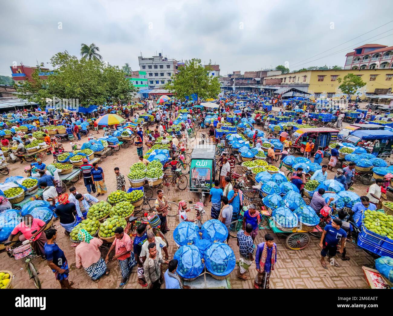 Rajshahi, Rajshahi, Bangladesh. 4th Jan, 2023. Farmers cycle to deliver ...