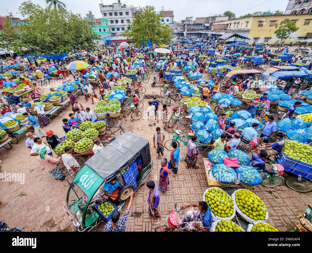 Rajshahi, Rajshahi, Bangladesh. 4th Jan, 2023. Farmers cycle to deliver ...