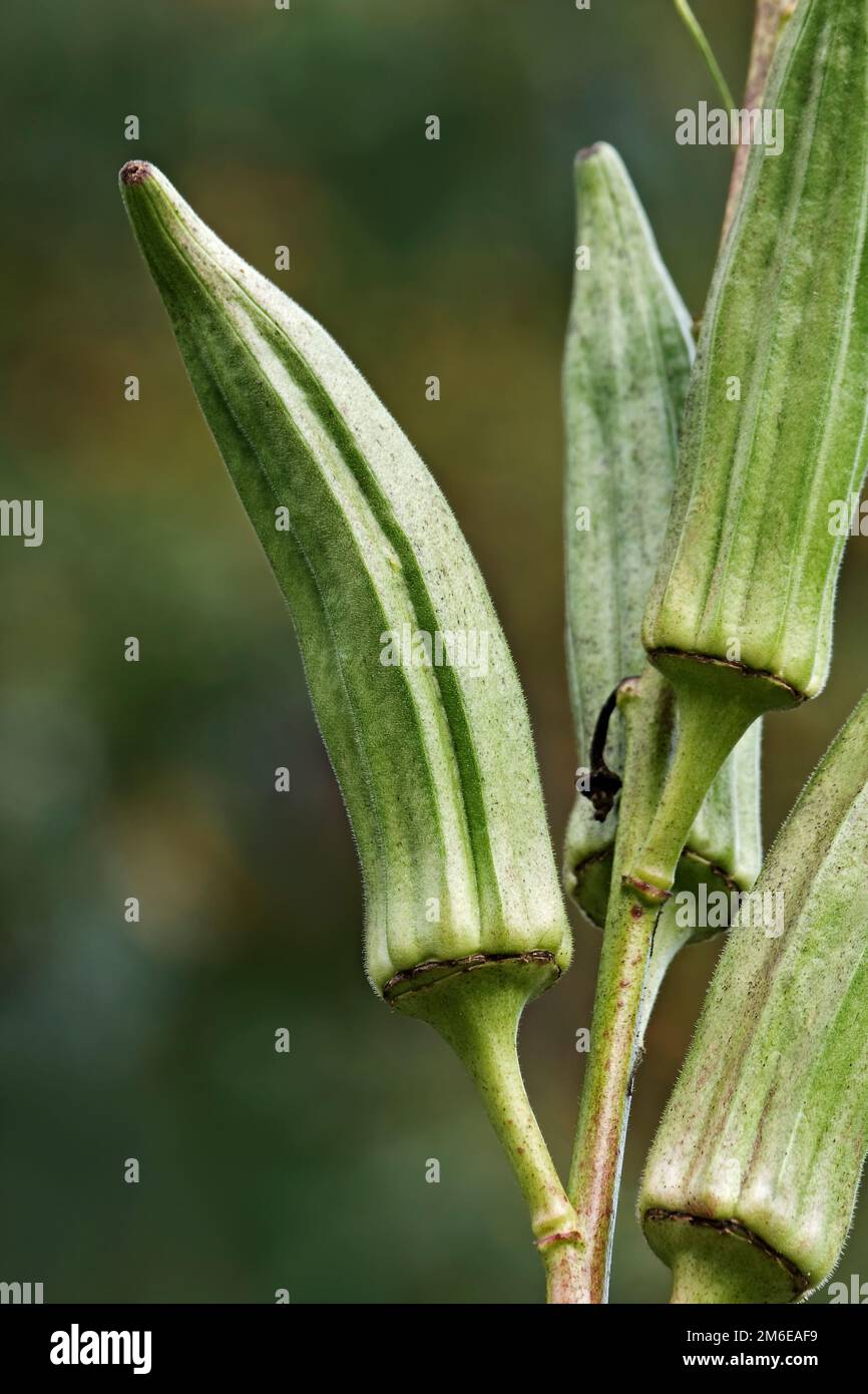 Close-up image of Okra fruits Stock Photo - Alamy