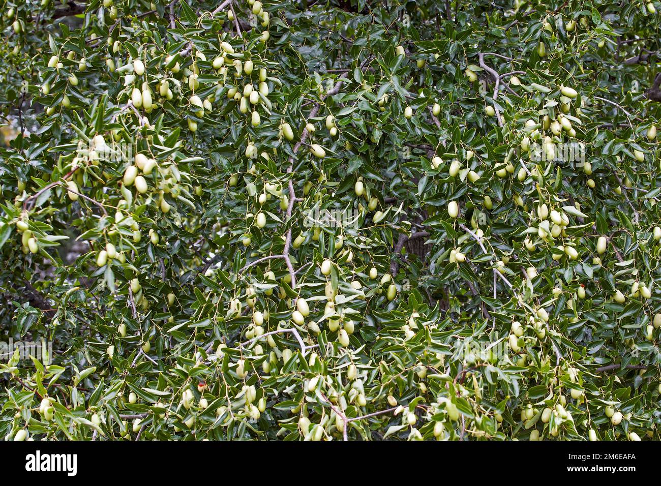 Jujube tree fruits and foliage Stock Photo - Alamy