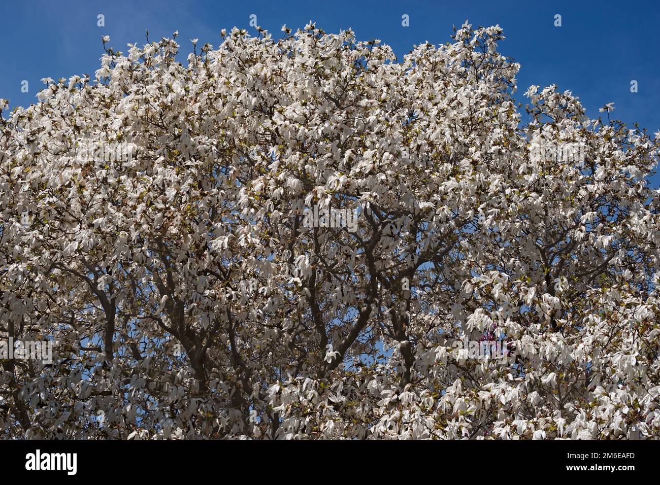 Memory tree hi-res stock photography and images - Alamy