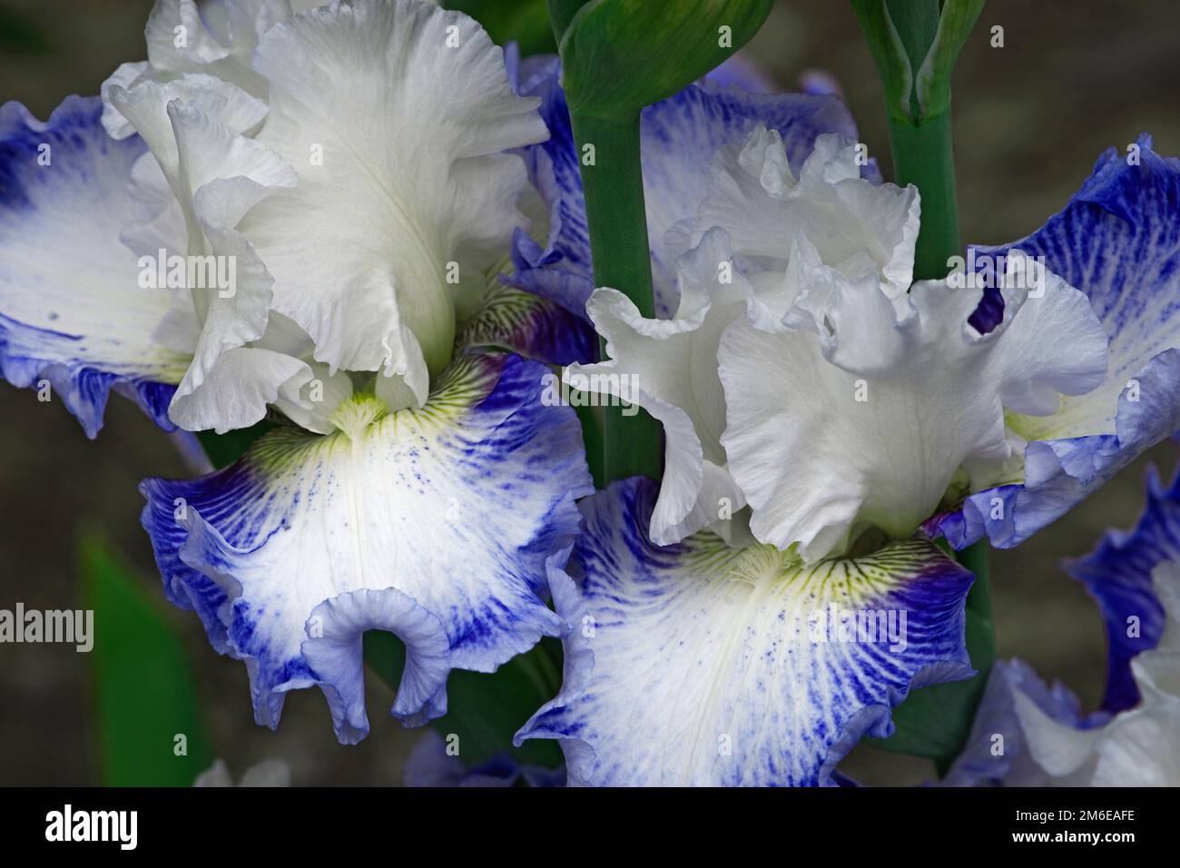 Bearded flowers hi-res stock photography and images - Alamy