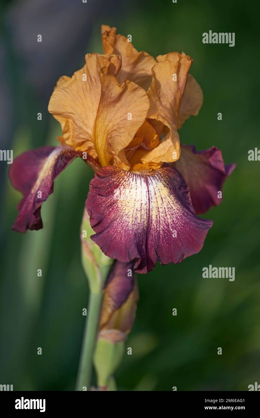 Bearded iris flower hi-res stock photography and images - Alamy