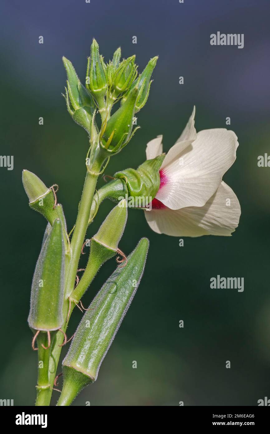 Okra flower hi-res stock photography and images - Alamy