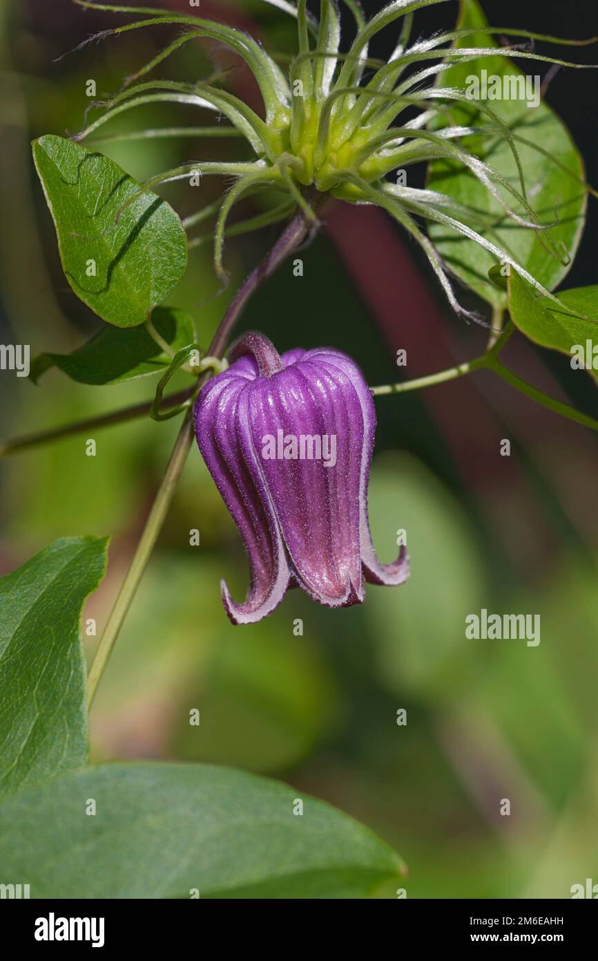 Vine flower hi-res stock photography and images - Alamy