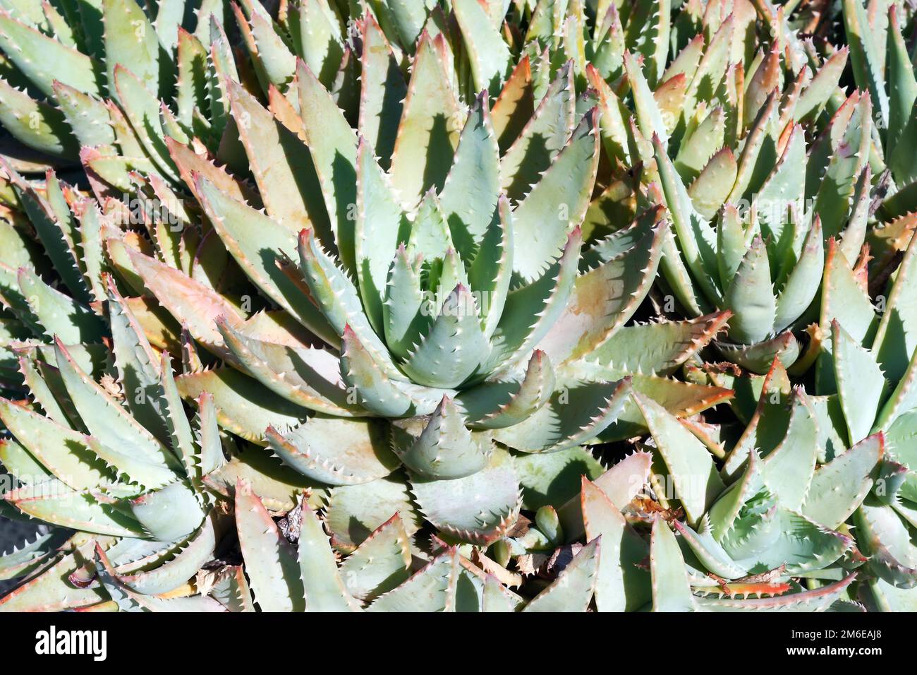 Close-up image of Short-leaved aloe Stock Photo - Alamy