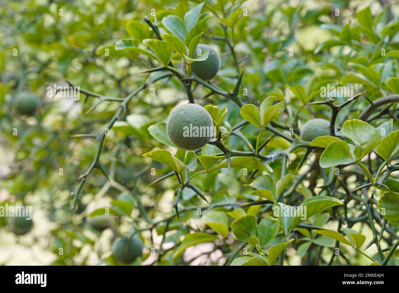 Citrus tree hi-res stock photography and images - Alamy
