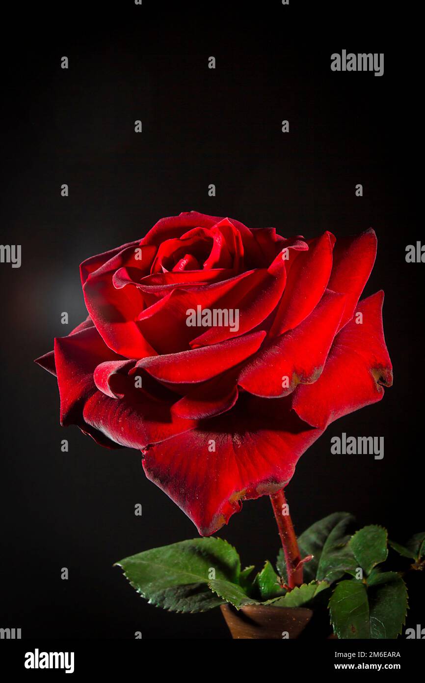 Red rose close up hi-res stock photography and images - Alamy