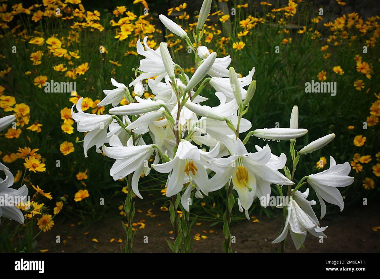 White lilies in the garden Stock Photo - Alamy