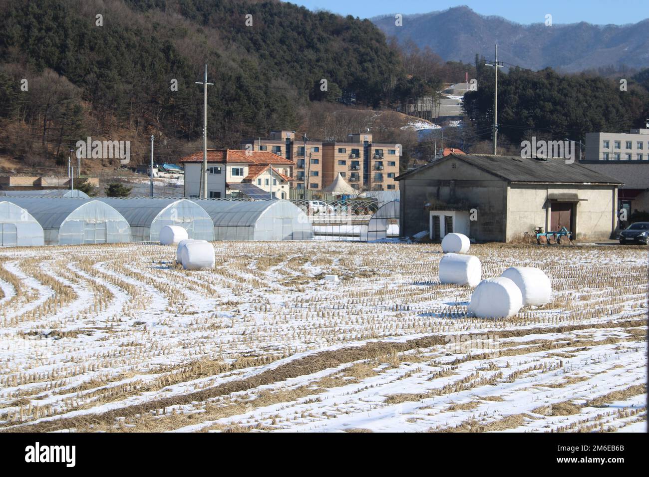Marshmallow-like wrapped bales of hay on winter rice fields, in Korean ...