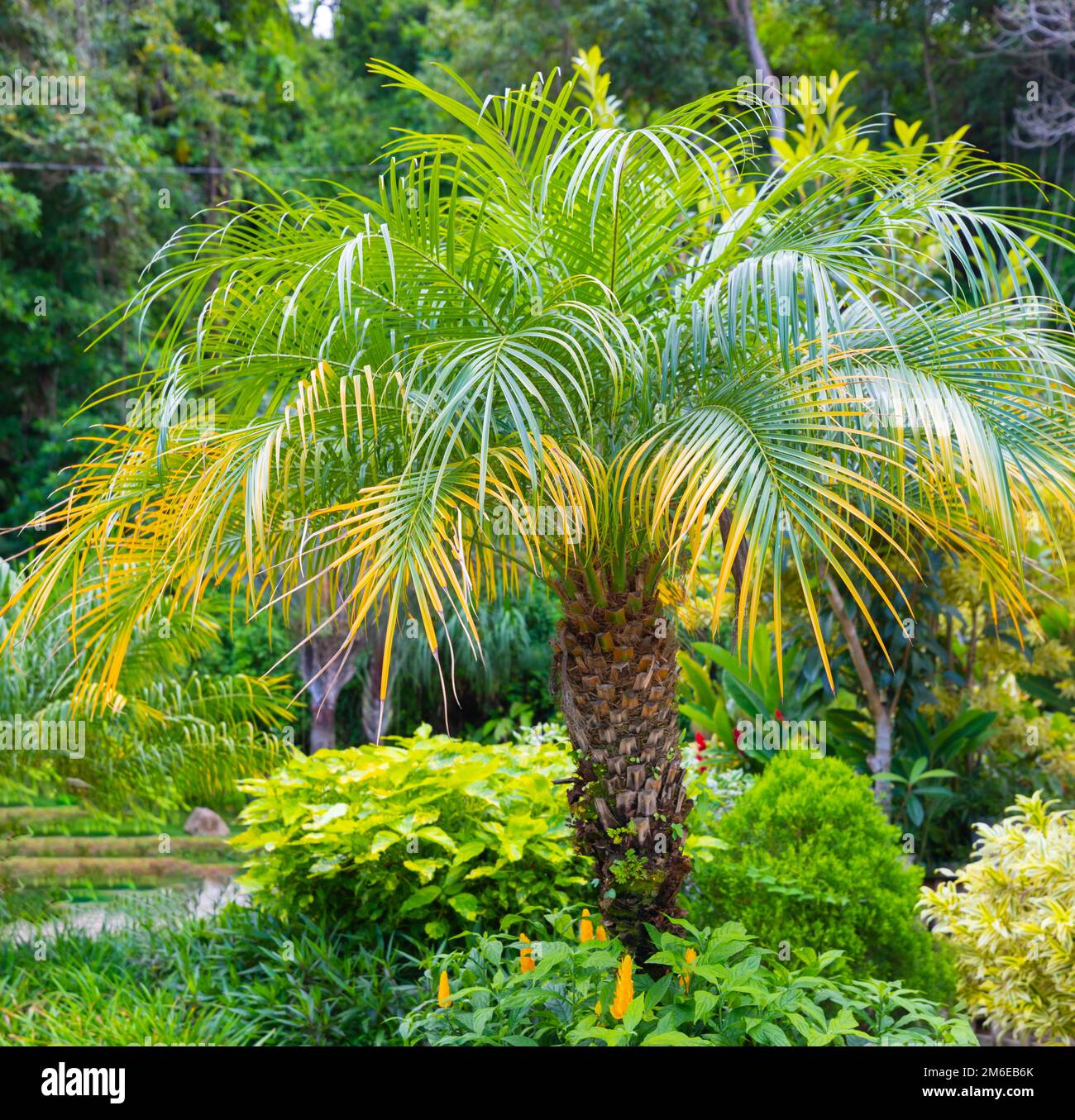 Pygmy palm hi-res stock photography and images - Alamy