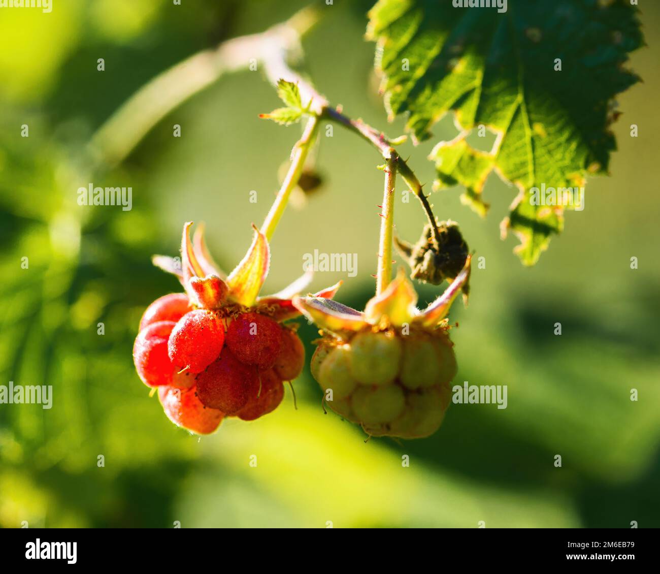 Close up of raspberry leaves hi-res stock photography and images - Alamy