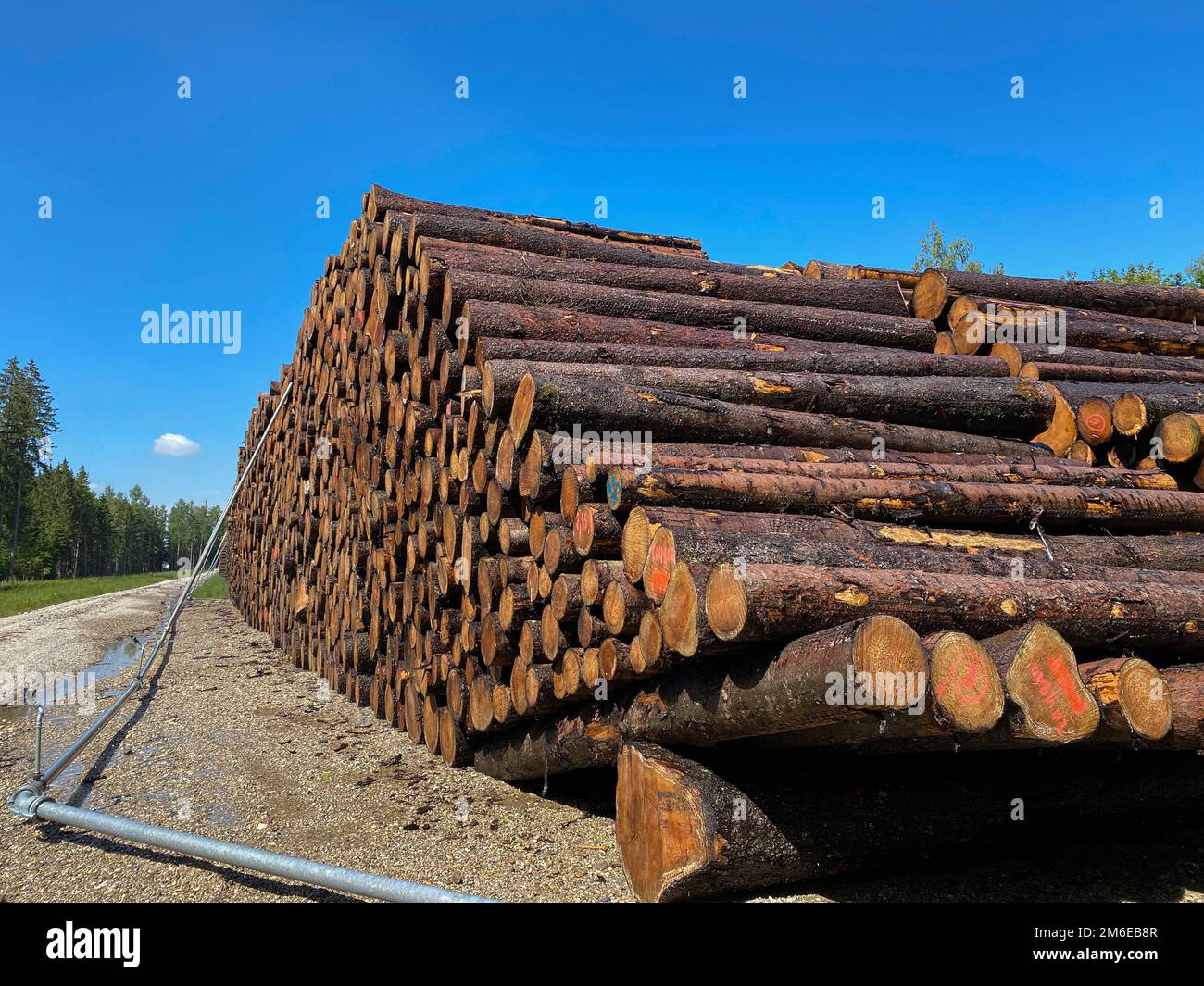 Storage of fresh tree logs Stock Photo - Alamy