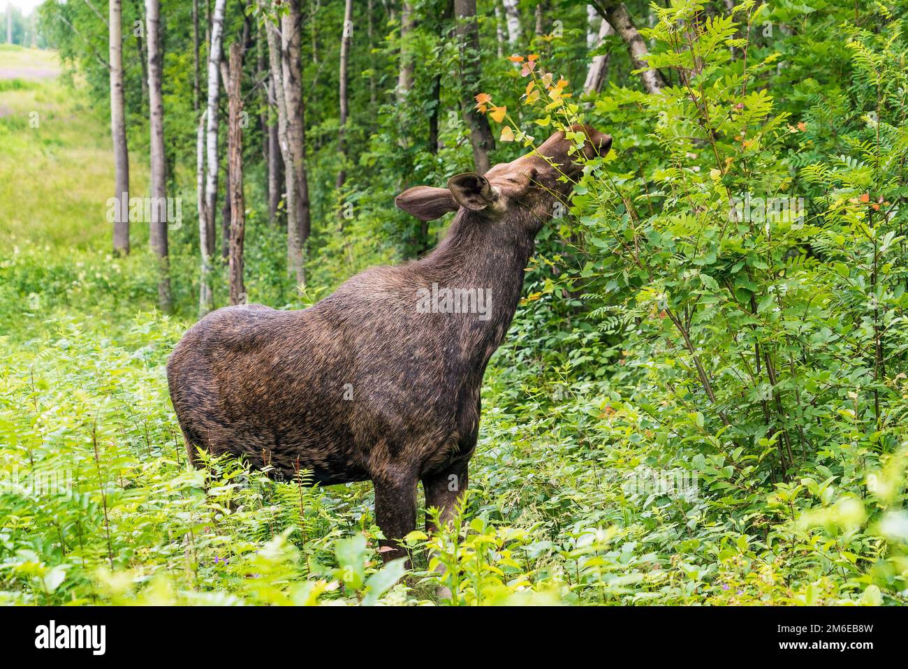 Elk in the forest eating young leaves on branches Stock Photo - Alamy