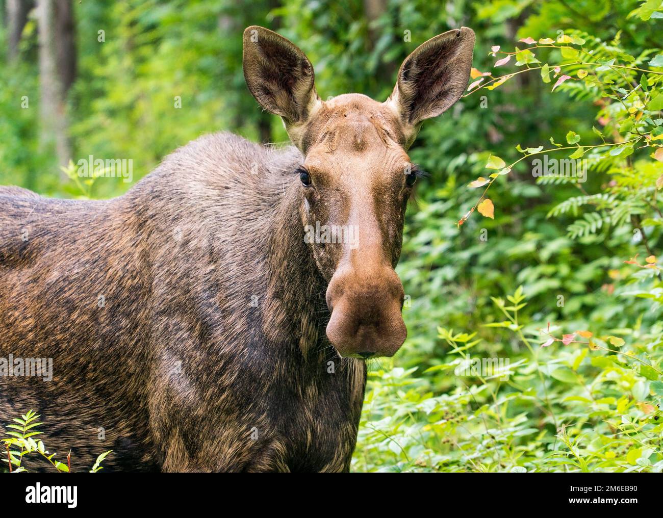 Hunting motionless hi-res stock photography and images - Alamy