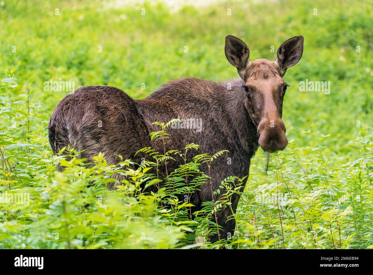 Elk in the forest in the long grass looks back Stock Photo - Alamy