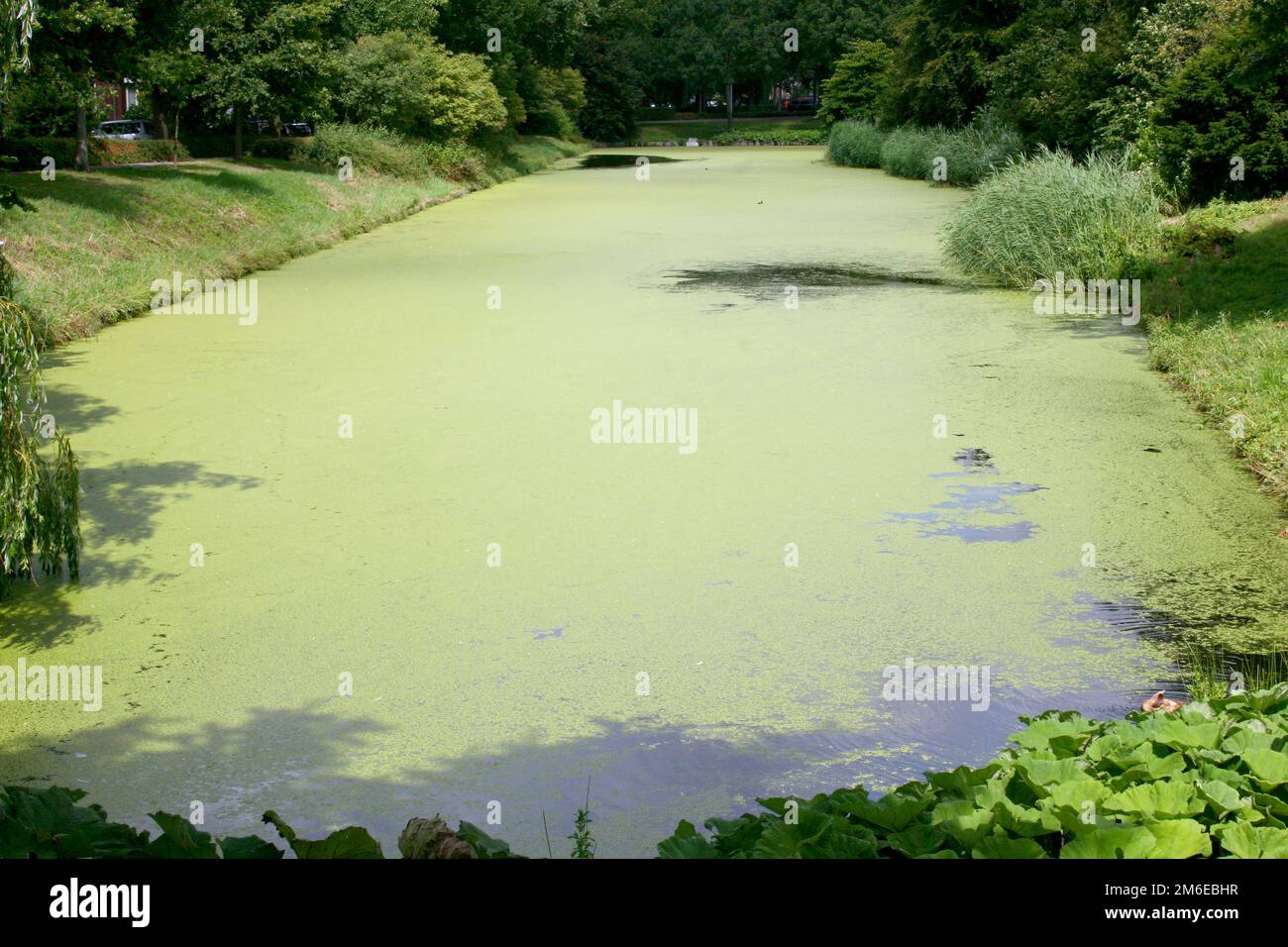 Pond and lakes hi-res stock photography and images - Alamy