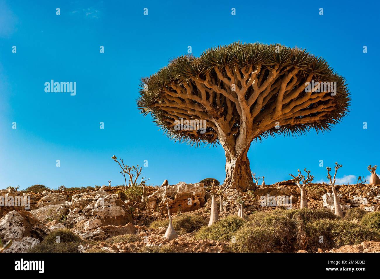 Dragon trees on Socotra Island, Yemen Stock Photo - Alamy
