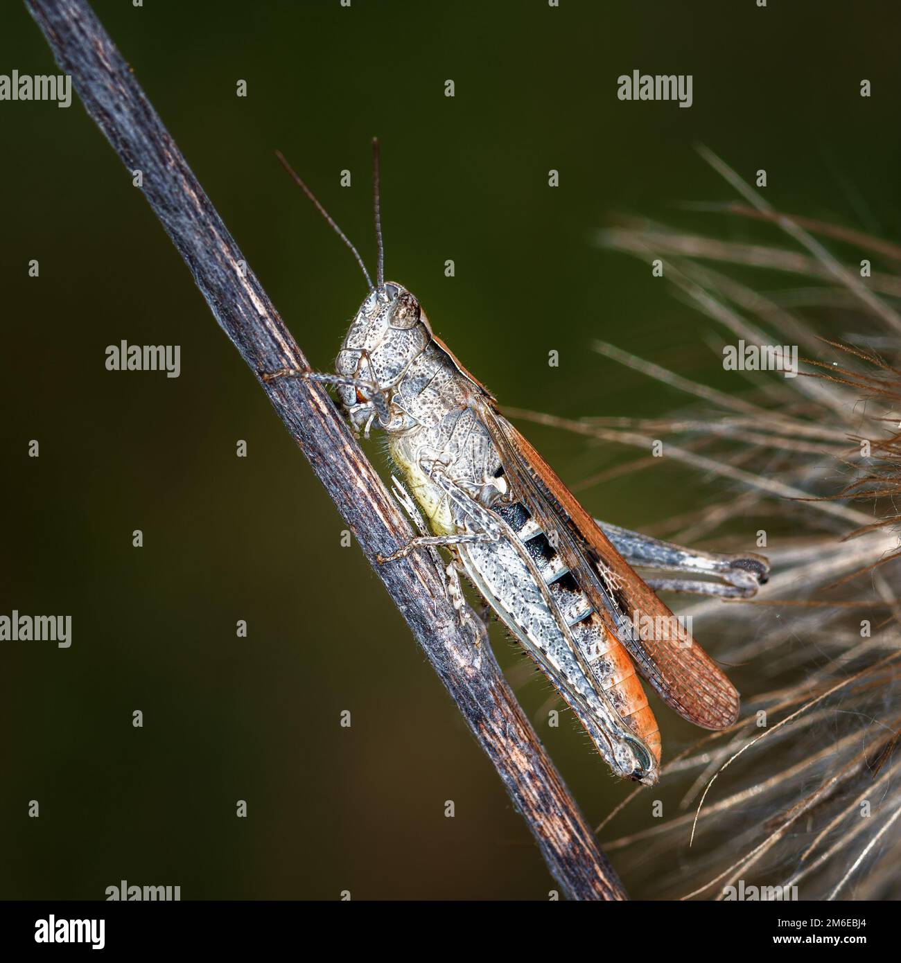 A grey grasshopper sits on a dry branch Stock Photo - Alamy